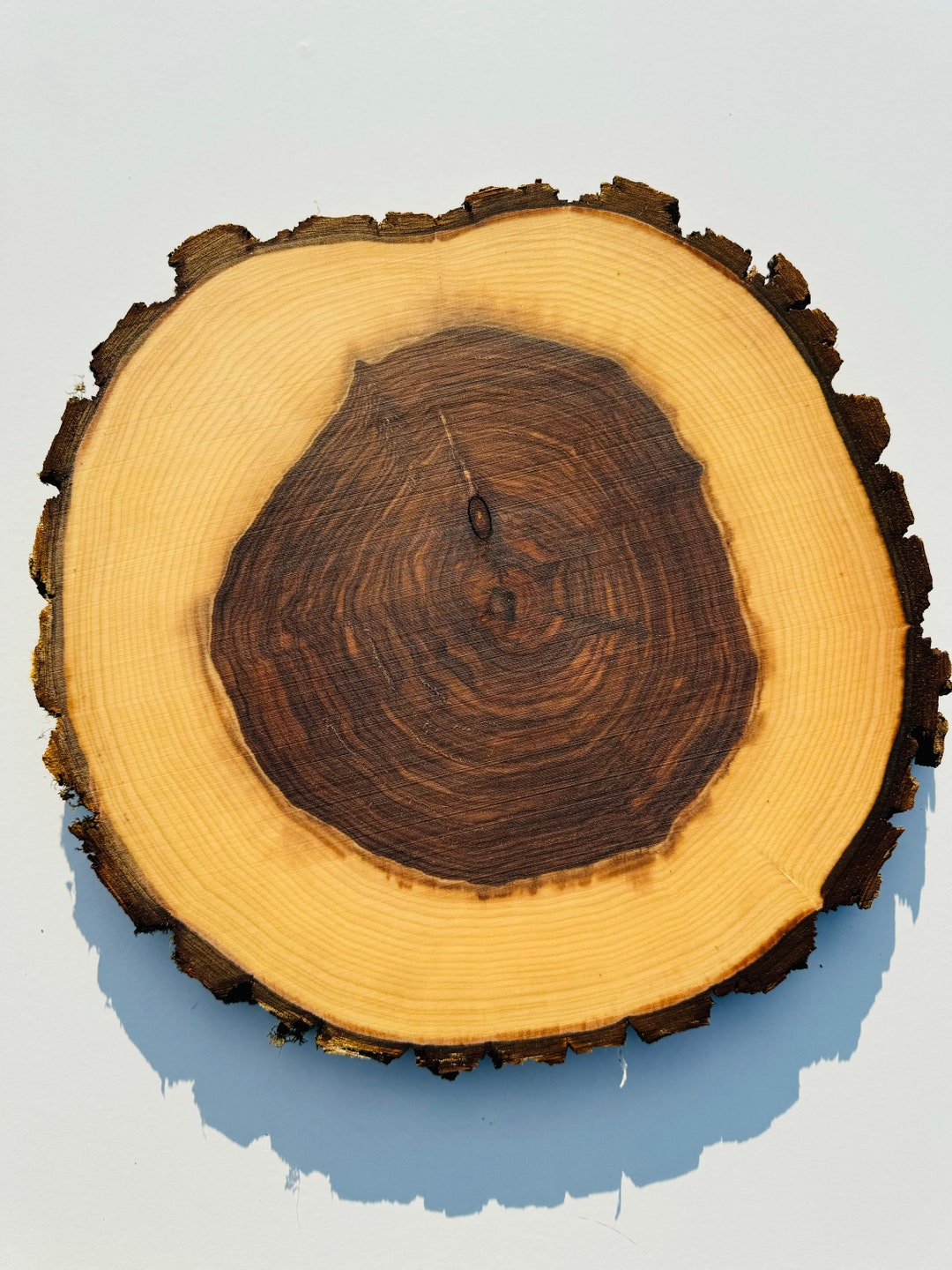 Willow Wood Slices Wooden Slices Large Wood Slice Wood Log Slices ...