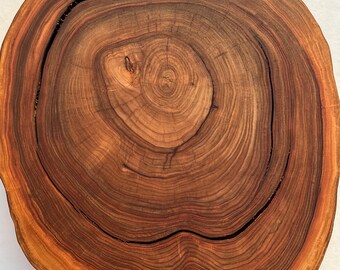 Extra Large Solid Elm Wood Slice 22 Inch Elm Slices Elm Elm Circles ...