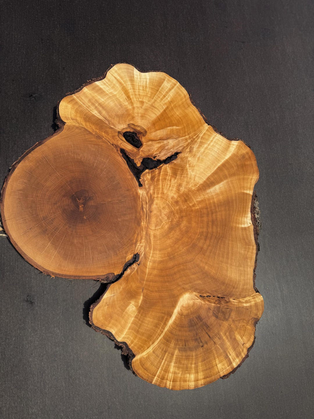 Large Birch Slice Unique Wood Slices Tree Slice Tree Slices Birch Burl ...