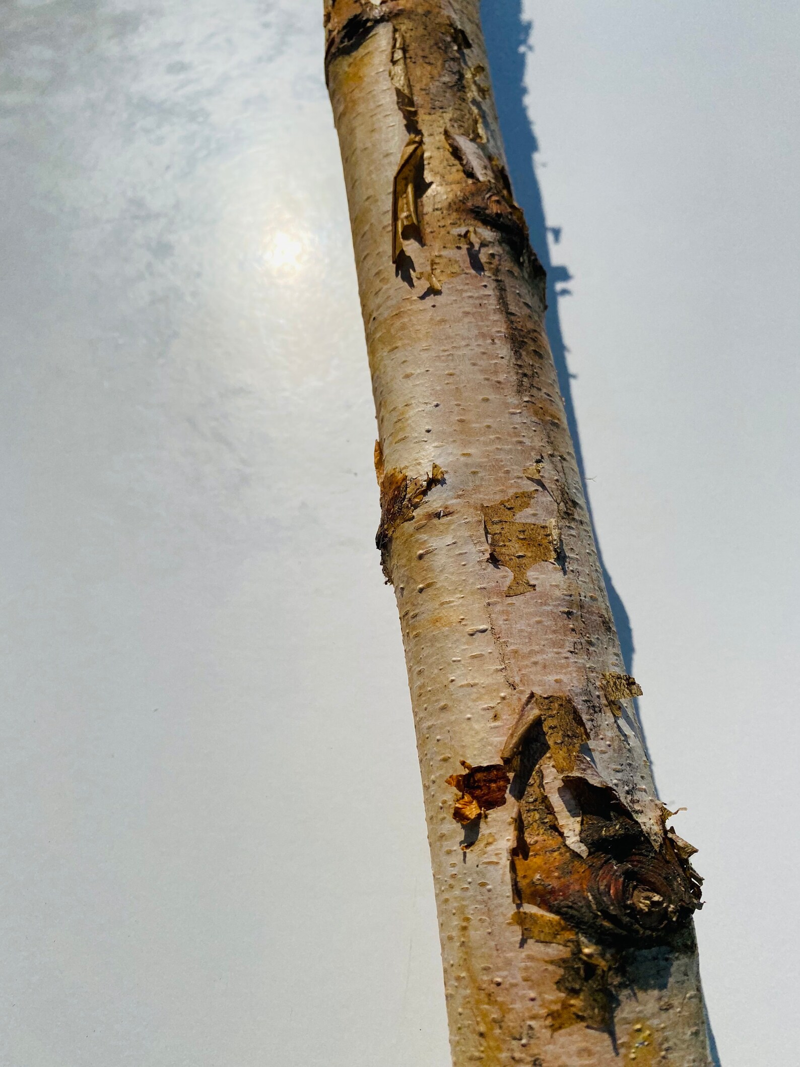 DIY Birch Walking Stick Birch Sticks Rowan Branches Birch - Etsy