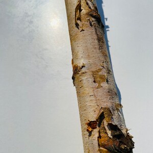 DIY Birch Walking Stick Birch Sticks Rowan Branches Birch - Etsy