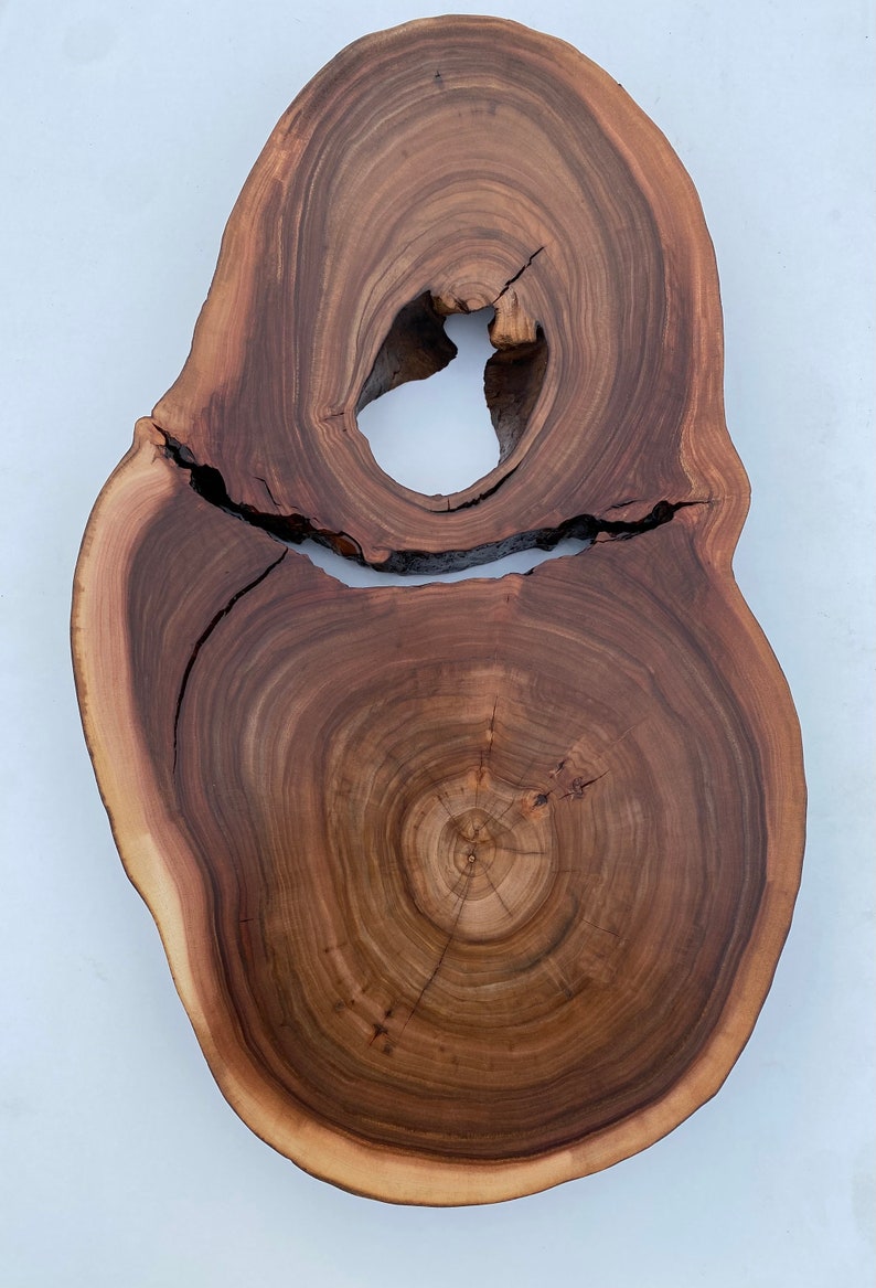 1 Extra Large Solid Elm Wood Slice 21 Inch Elm Slices Elm Elm - Etsy