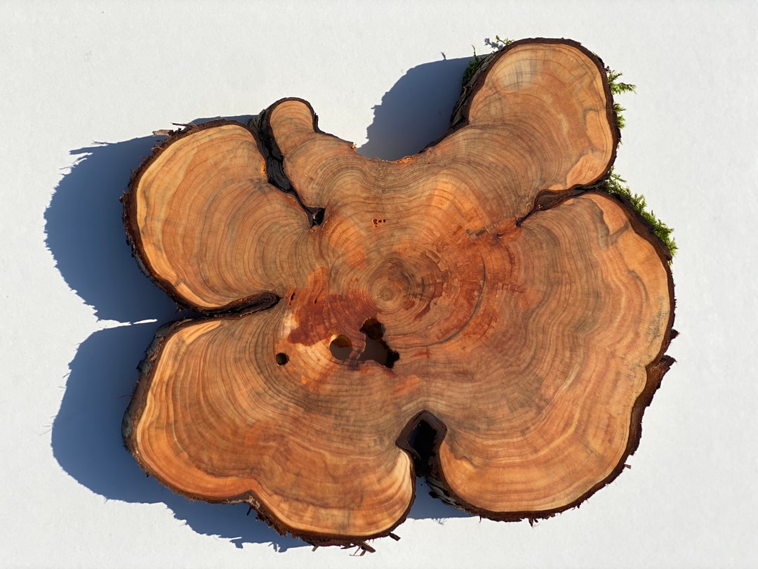 1 Large 7 Inch Juniper Tree Slices | Large Wooden Slices | Rustic Wood ...