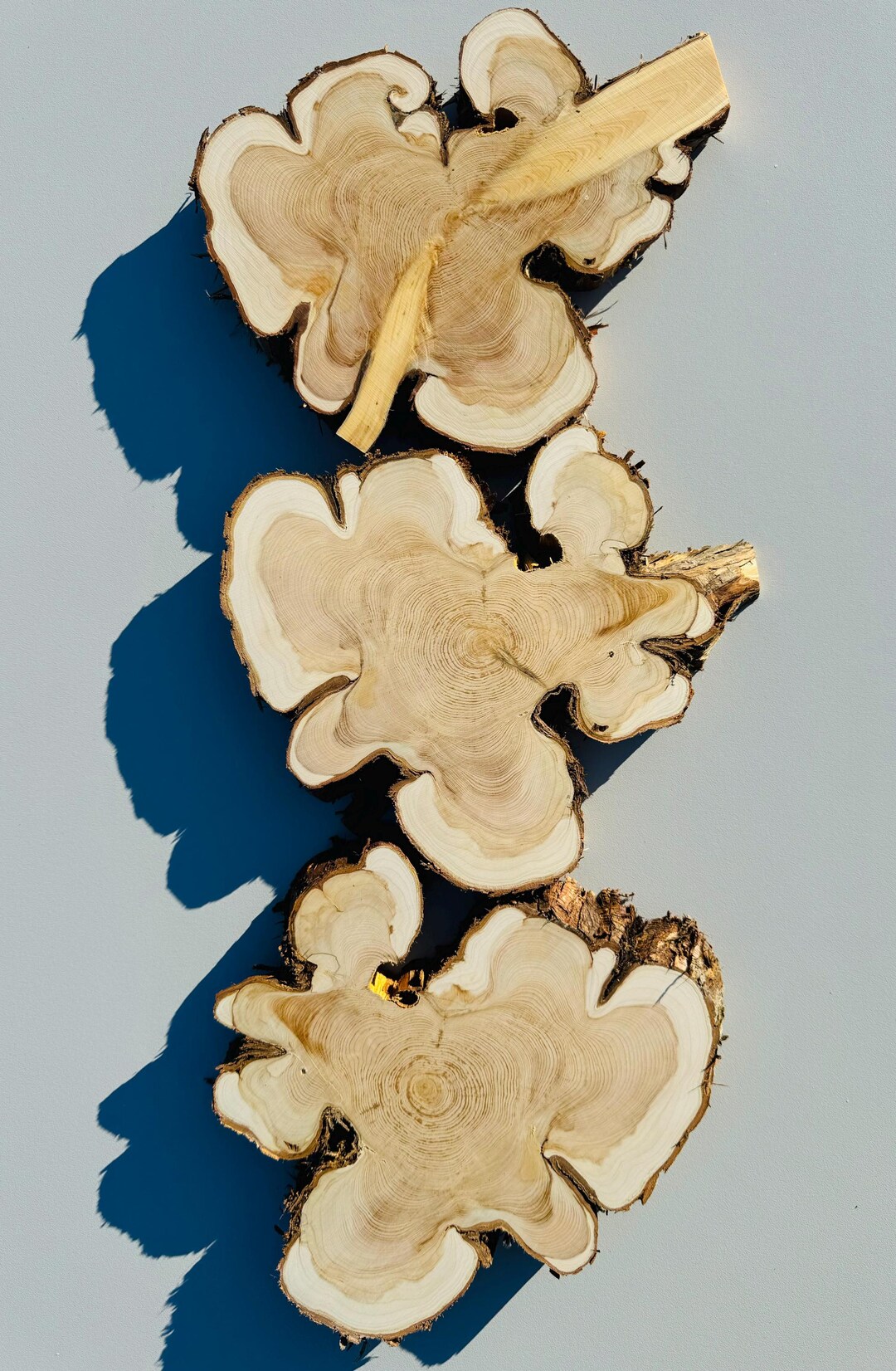 3 Large 9 Inch Juniper Tree Slices | Large Wooden Slices | Rustic Wood ...