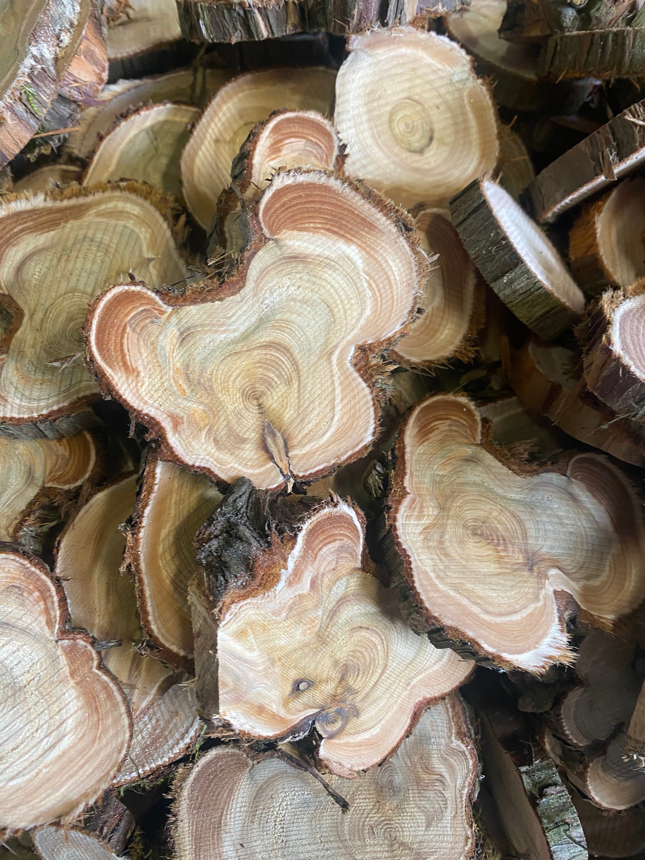 20 Medium Juniper Tree Slices Small Wooden Slices Rustic - Etsy Canada