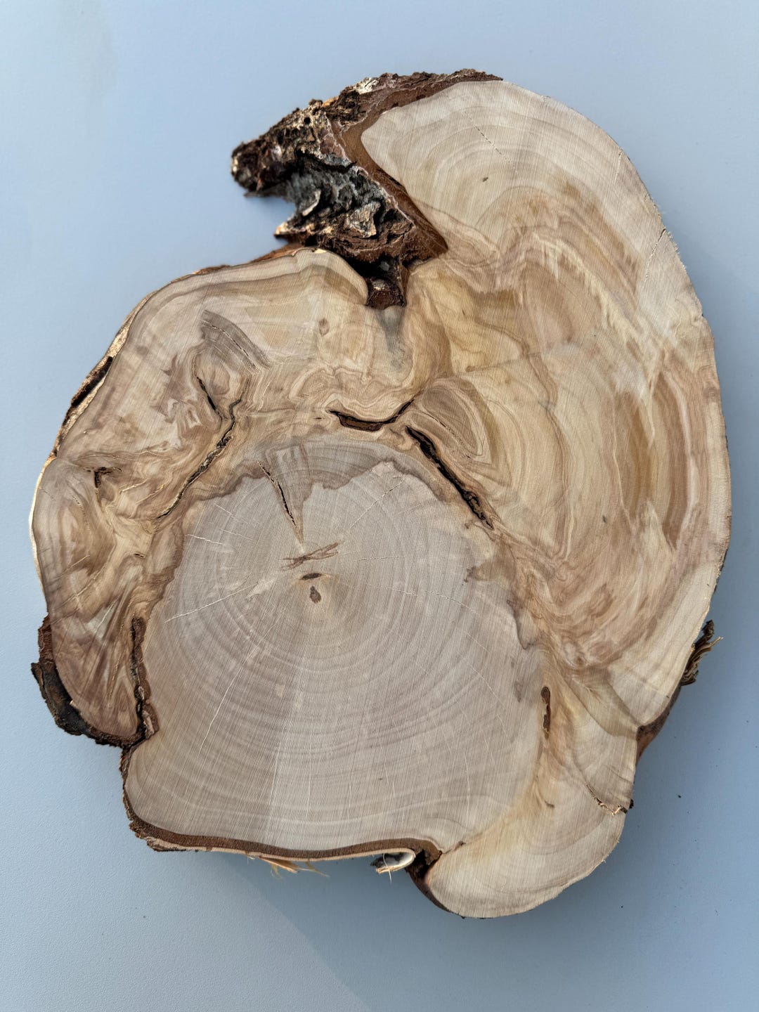 Large BIRCH Slice Birch Burl Slice Wooden Slices Wedding Decorations ...