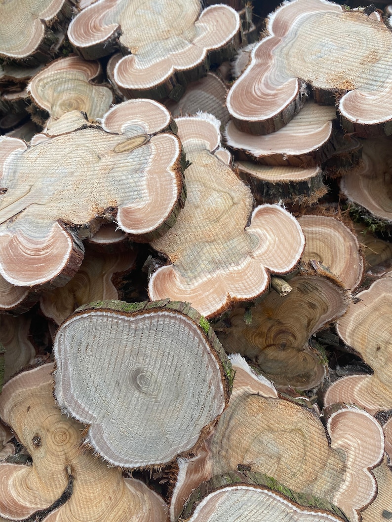 20 Medium Juniper Tree Slices Small Wooden Slices Rustic - Etsy Canada