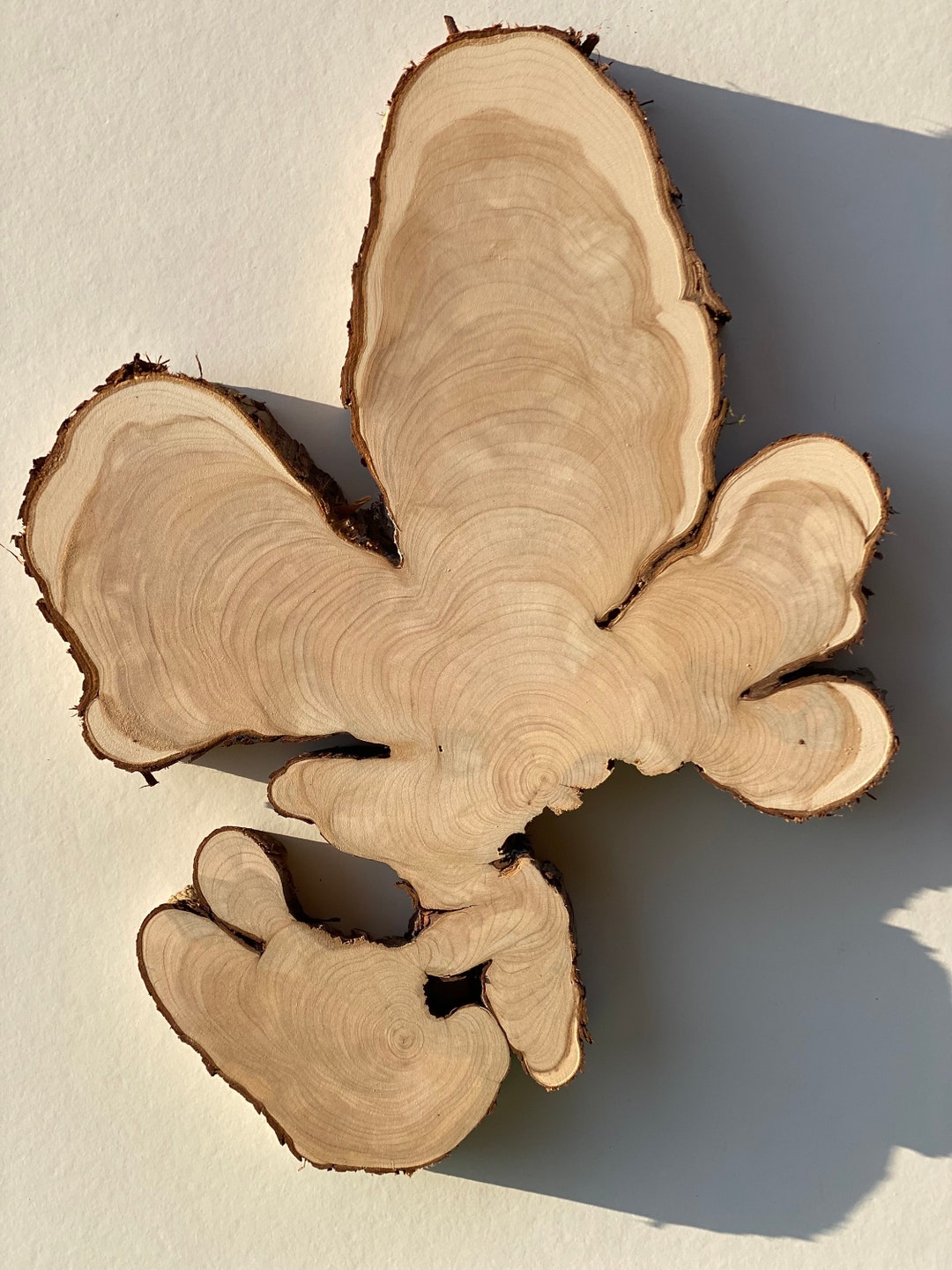 1 Large 13 Inch Juniper Tree Slice | Large Wooden Slices | Rustic Wood ...