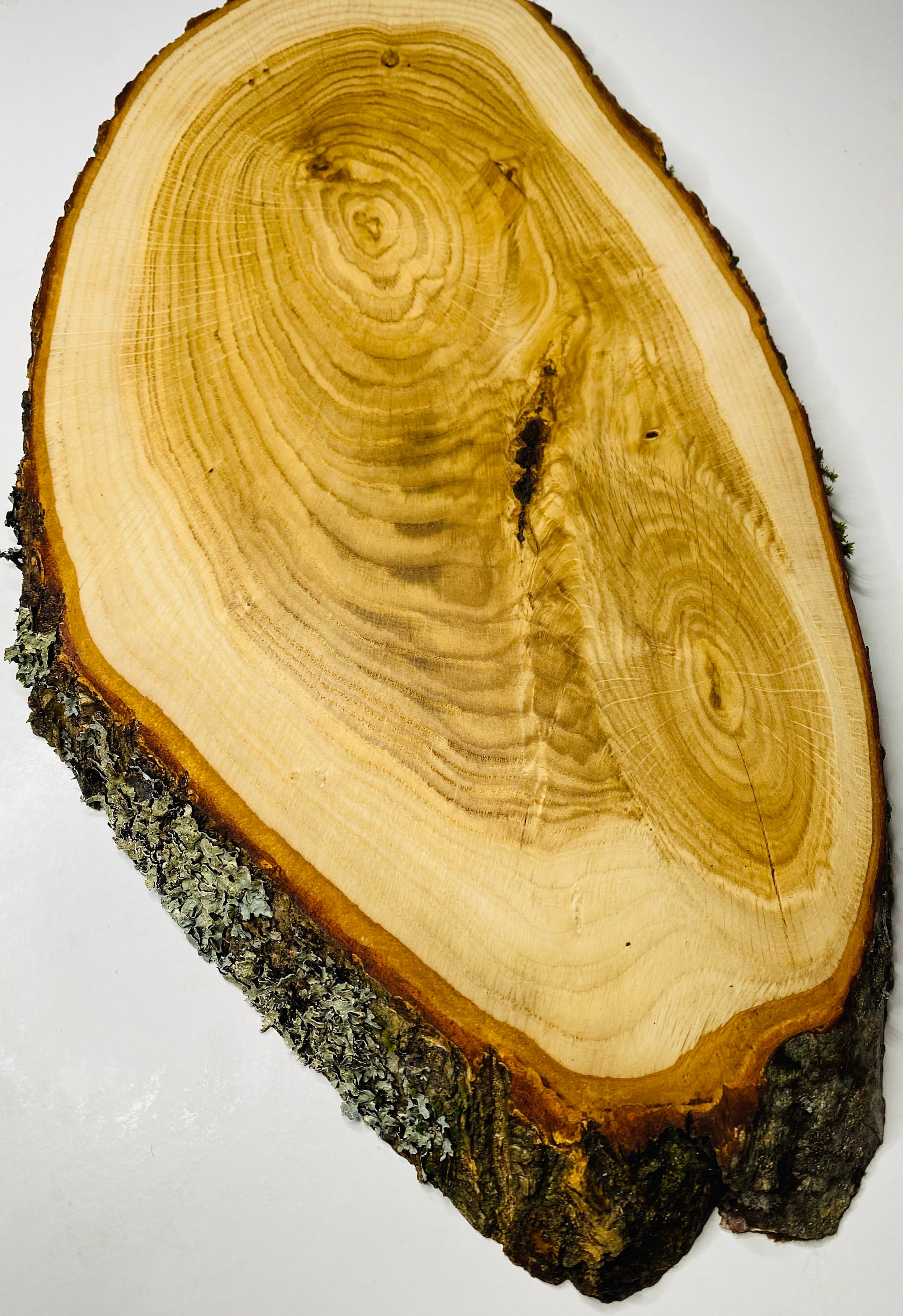 1 Large Solid Oak Wood Slice 16 Inch Oak Slices Oak Oak - Etsy