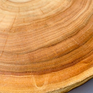 1 Large Solid Elm Wood Slice 13 Inch Elm Slices Elm Elm Circles Wooden ...