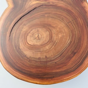 1 Extra Large Solid Elm Wood Slice 22 Inch Elm Slices Elm Elm Circles ...