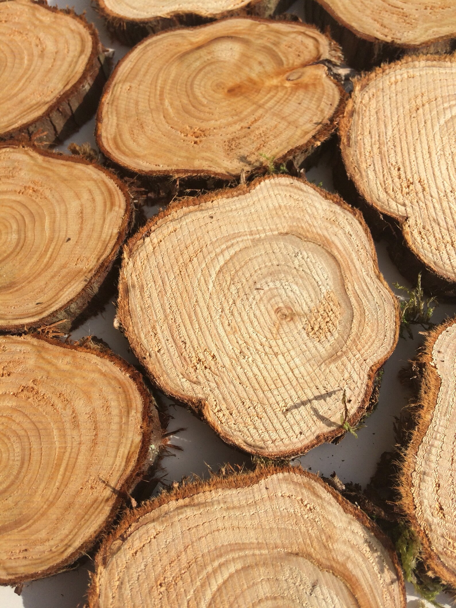 Juniper Tree Discs Wooden Slices Rustic Wood Slices for - Etsy