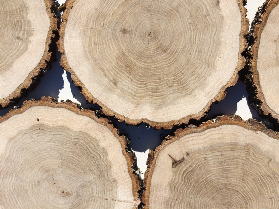 Set of 10 - 5 Inch - 6 Inch Oak Slices Oak Oak Circles Wooden Slices ...