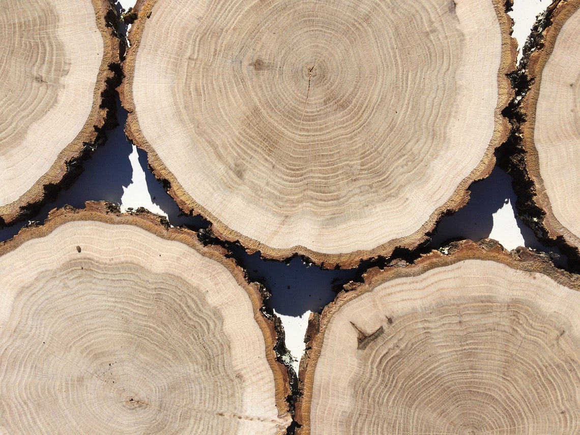 Set of 10 5 Inch 6 Inch Oak Slices Oak Oak Circles Wooden - Etsy