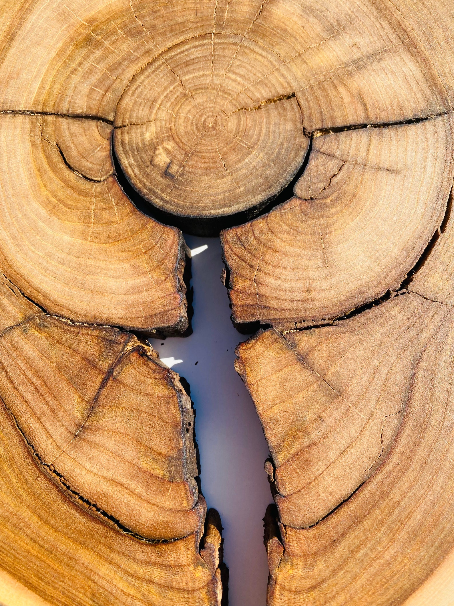 1 Large Solid Oak Wood Slice 17 Inch Oak Slices Oak Oak - Etsy