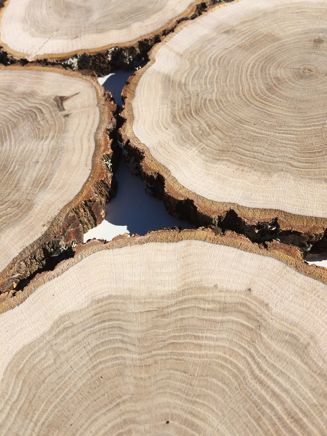 Set of 10 5 Inch 6 Inch Oak Slices Oak Oak Circles Wooden - Etsy