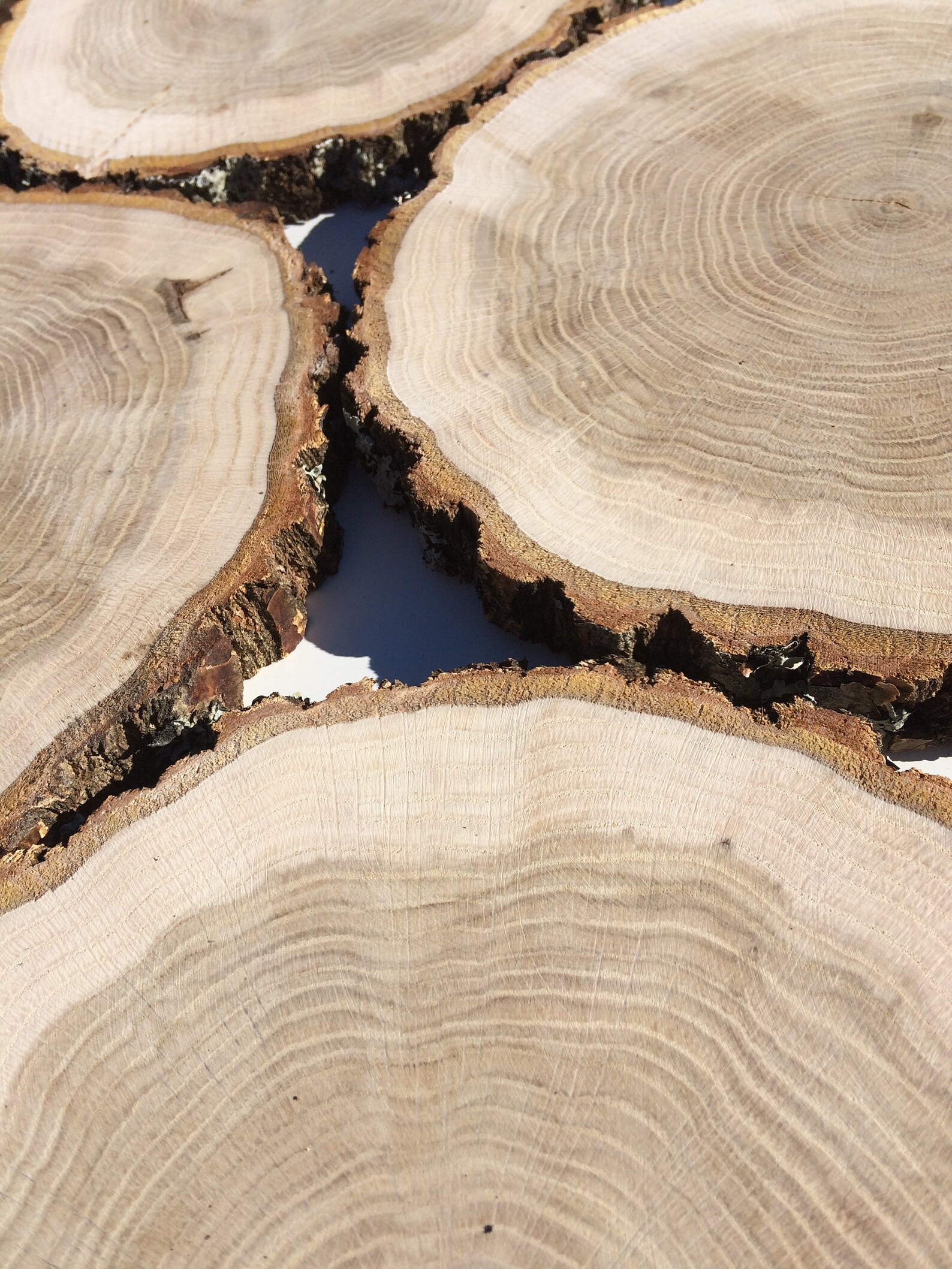 Set of 10 5 Inch 6 Inch Oak Slices Oak Oak Circles Wooden - Etsy