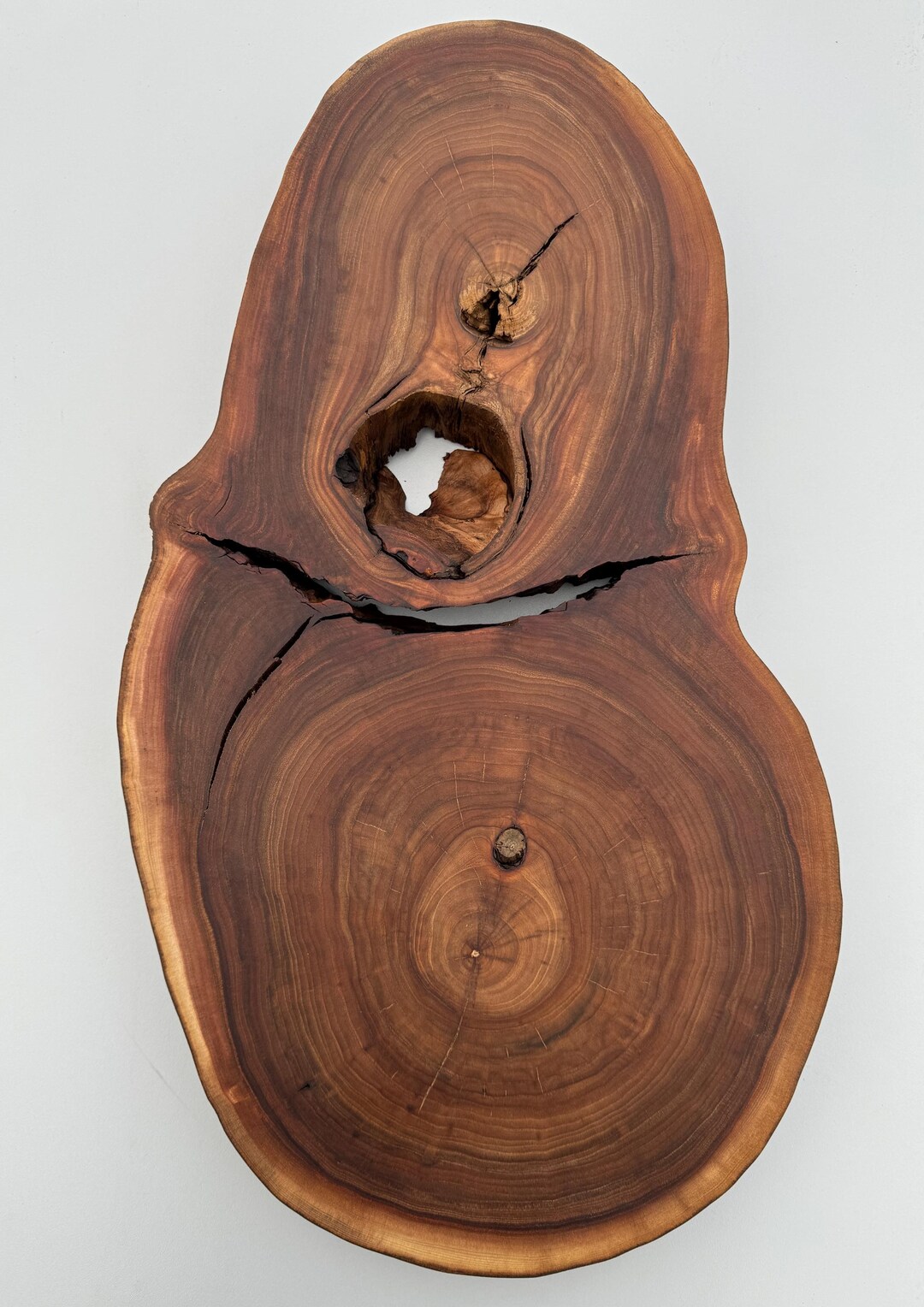 1 Extra Large Solid Elm Wood Slice 21 Inch Elm Slices Elm Elm Circles ...