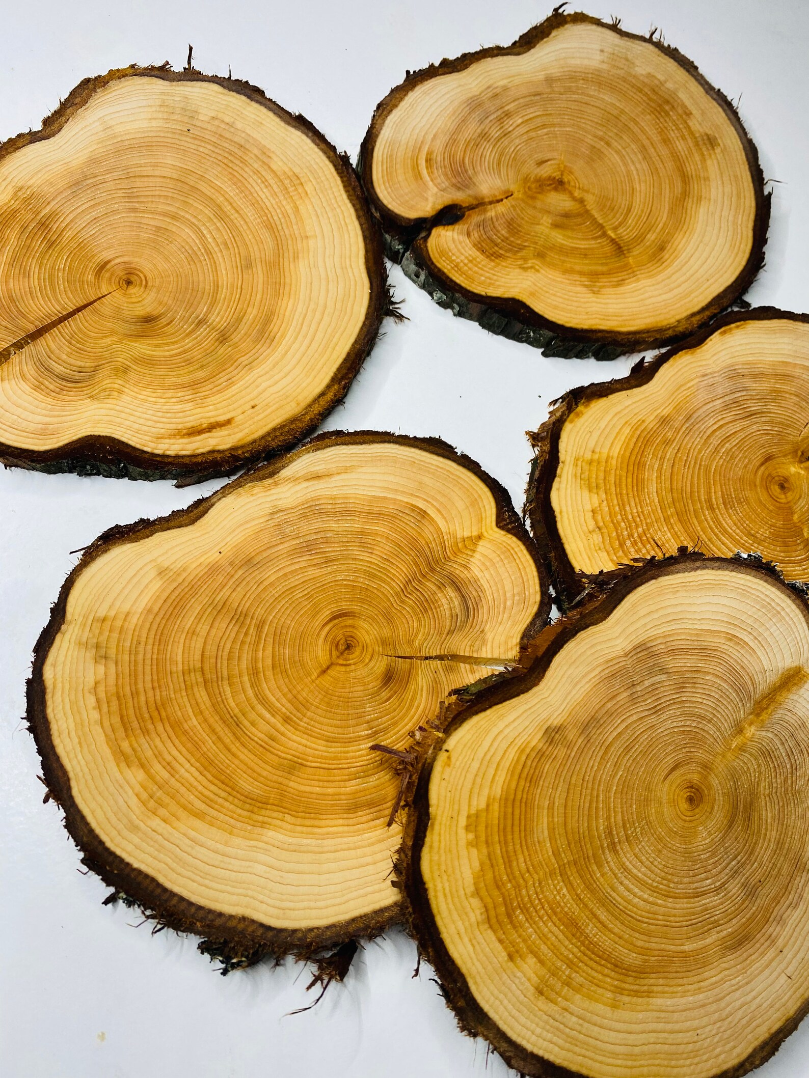 5 Large 5 Inch Juniper Tree Slices | Large Wooden Slices | Rustic Wood ...
