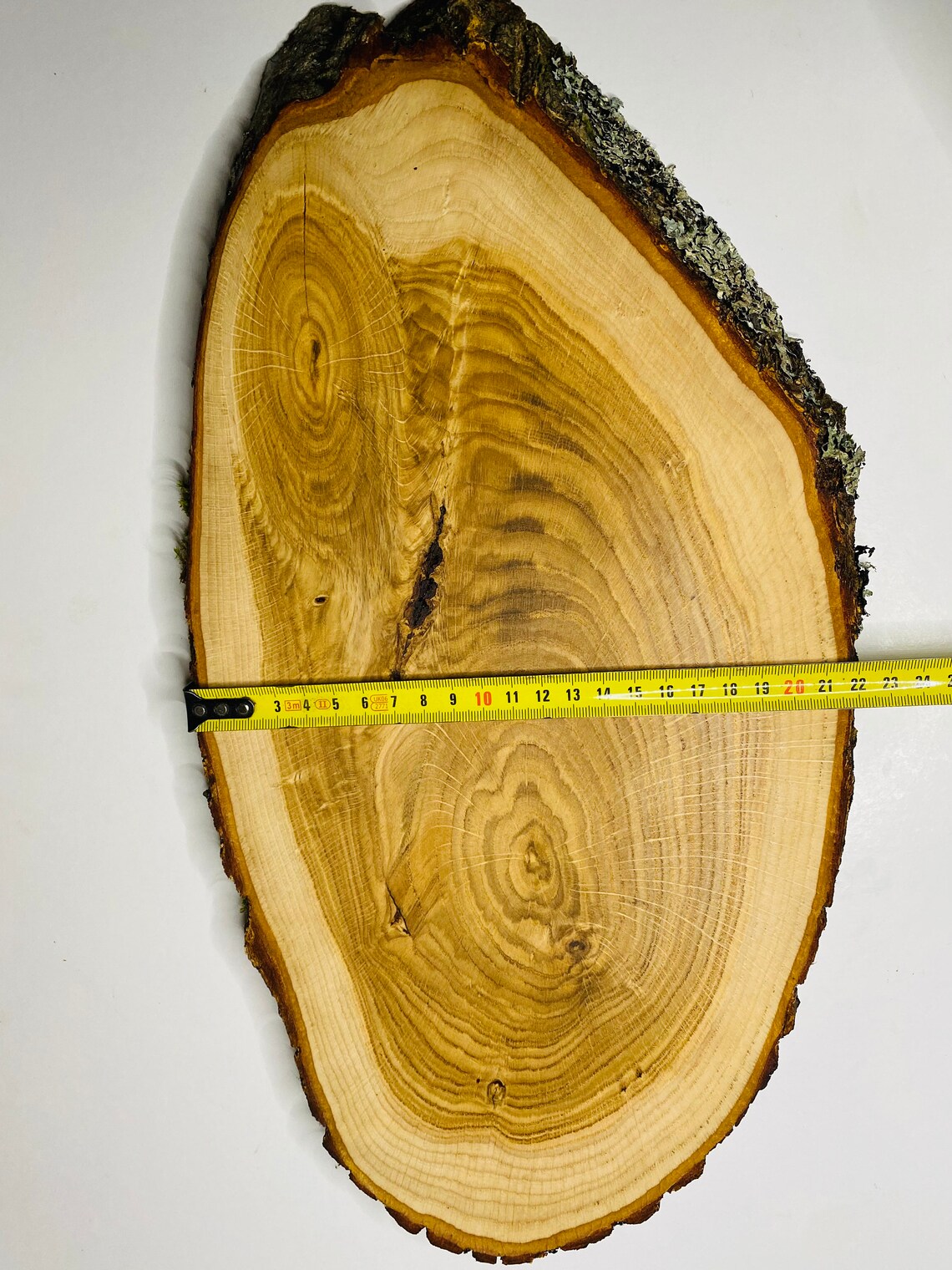 1 Large Solid Oak Wood Slice 16 Inch Oak Slices Oak Oak | Etsy