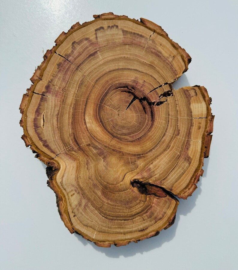 Plum Wood Slice 8 Inches Diameter Wooden Slices Rustic Wood Slices for ...