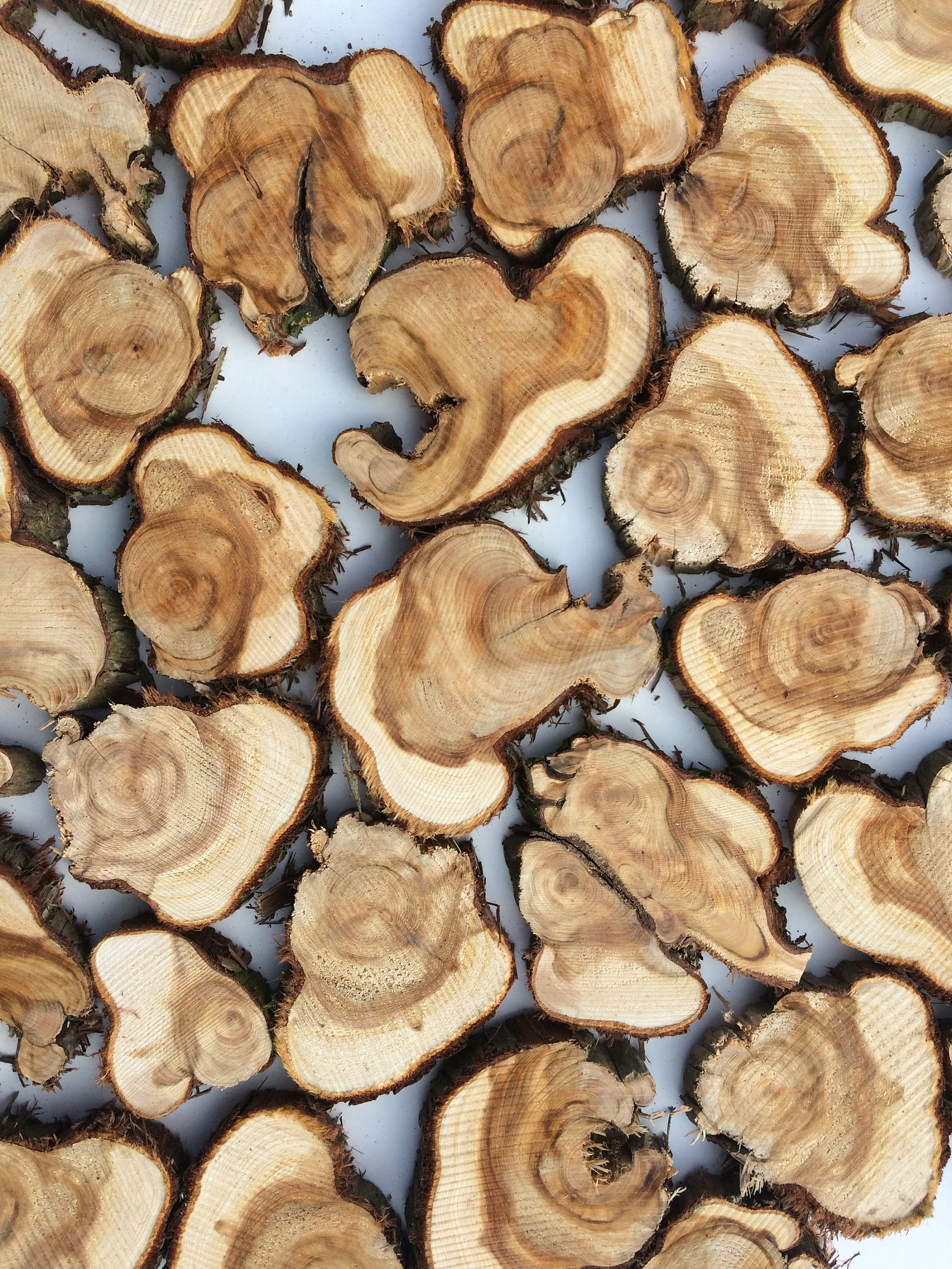 20 Small Juniper Tree Slices Small Wooden Slices Rustic - Etsy Canada