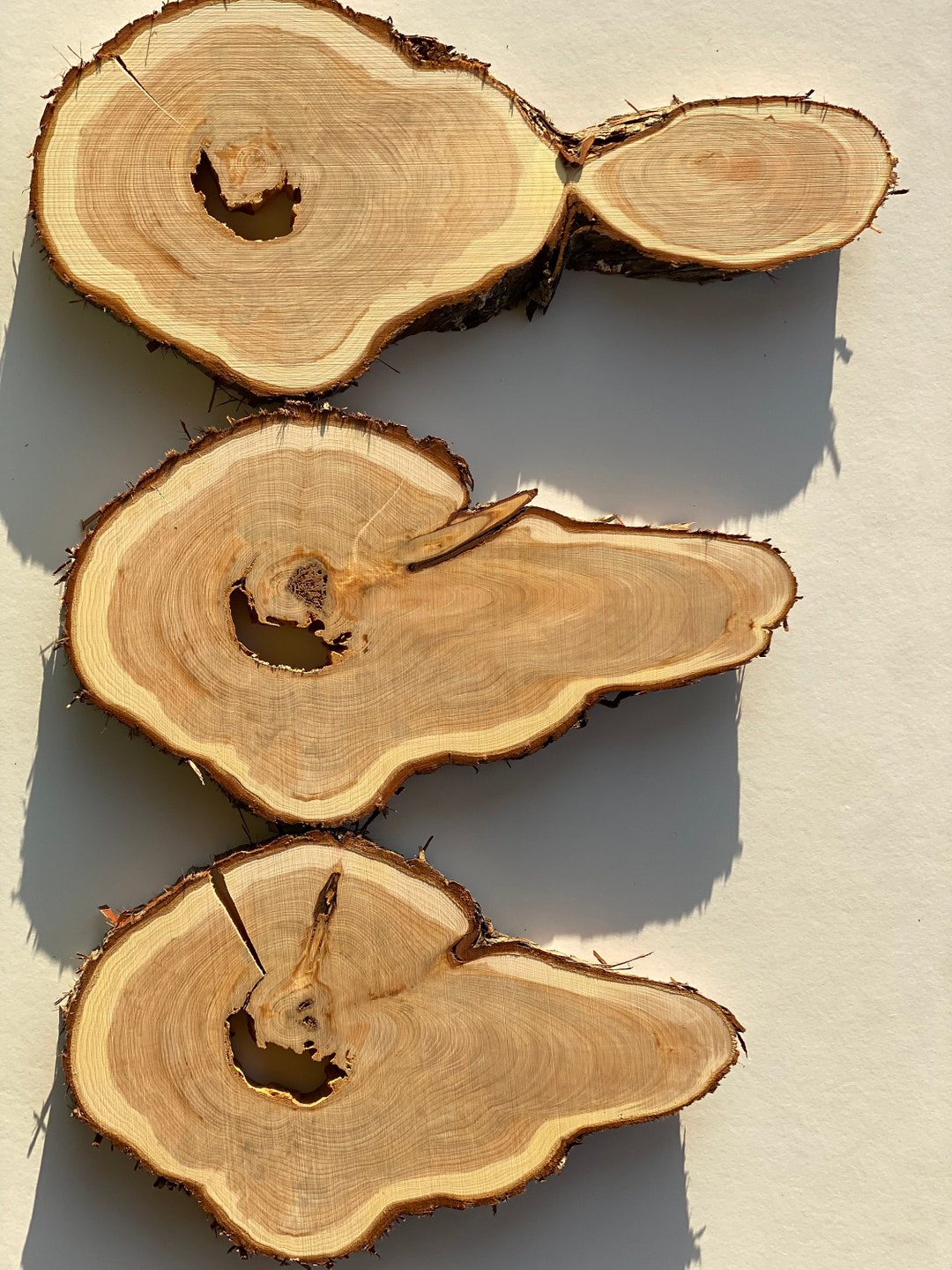 Large 15 Inch Juniper Tree Slices | Large Wooden Slices | Rustic Wood ...