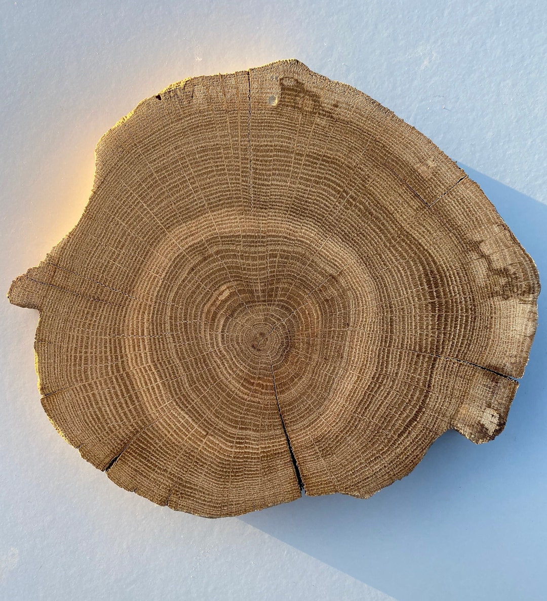Old Oak Wood Slice Oak Discs Oak Circles Solid Wood Piece Oak Solid ...