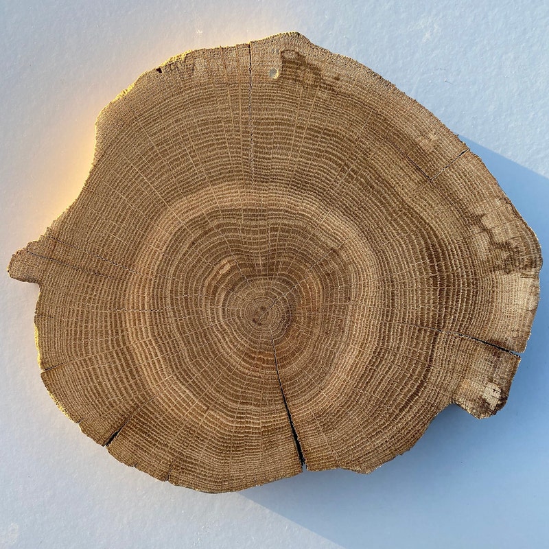 Oak Wood Slice - Etsy