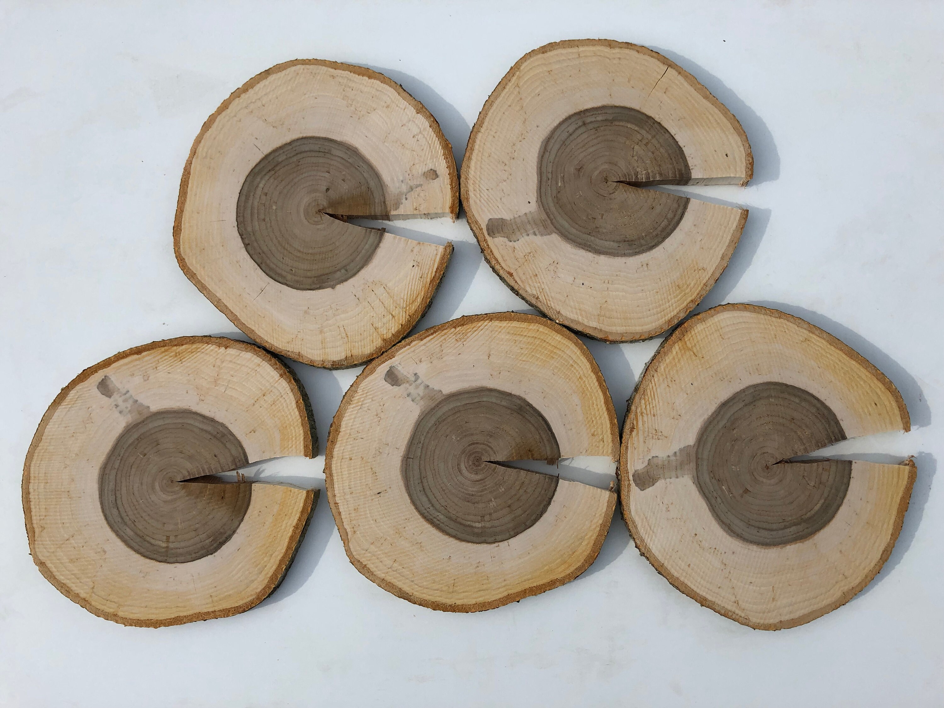Wooden Slices Rowan Tree Slices Set of 5 pcs 7 inch Large Rowan wood ...