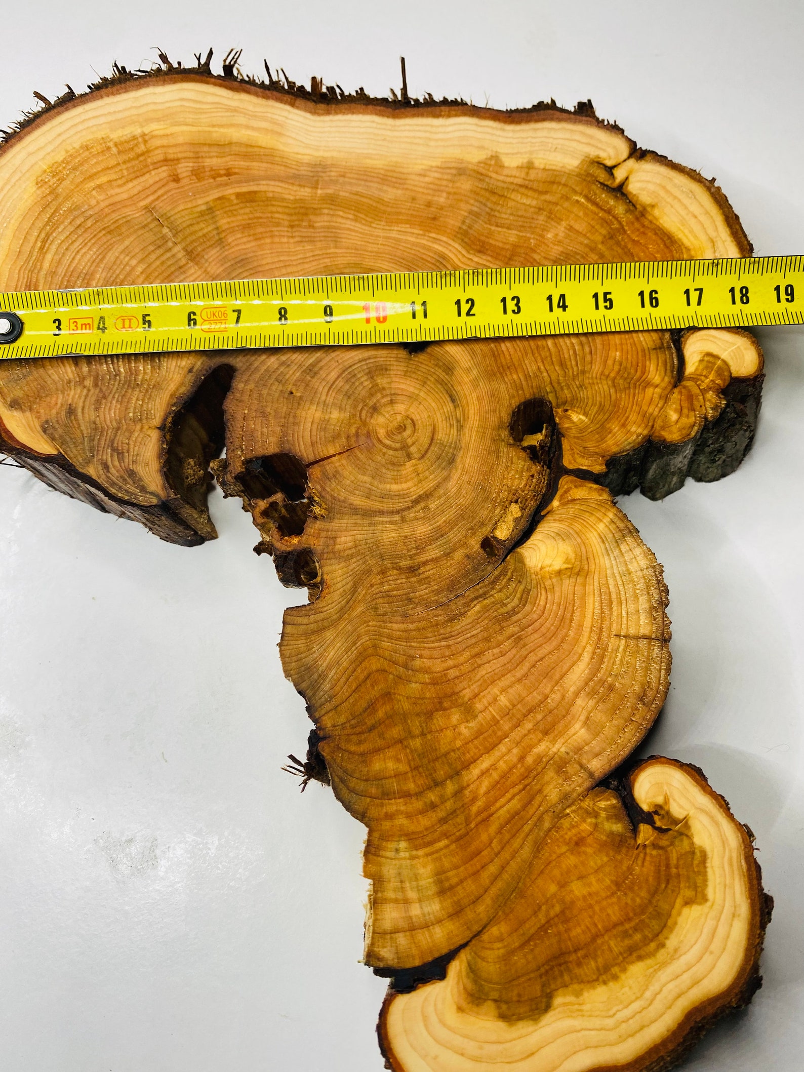 1 Large 9 Inch Juniper Tree Slices | Large Wooden Slices | Rustic Wood ...