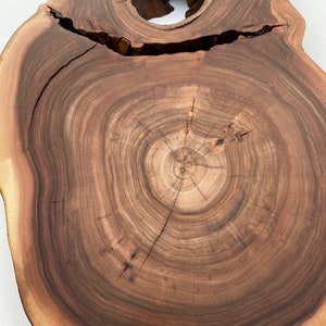 1 Extra Large Solid Elm Wood Slice 21 Inch Elm Slices Elm Elm Circles ...
