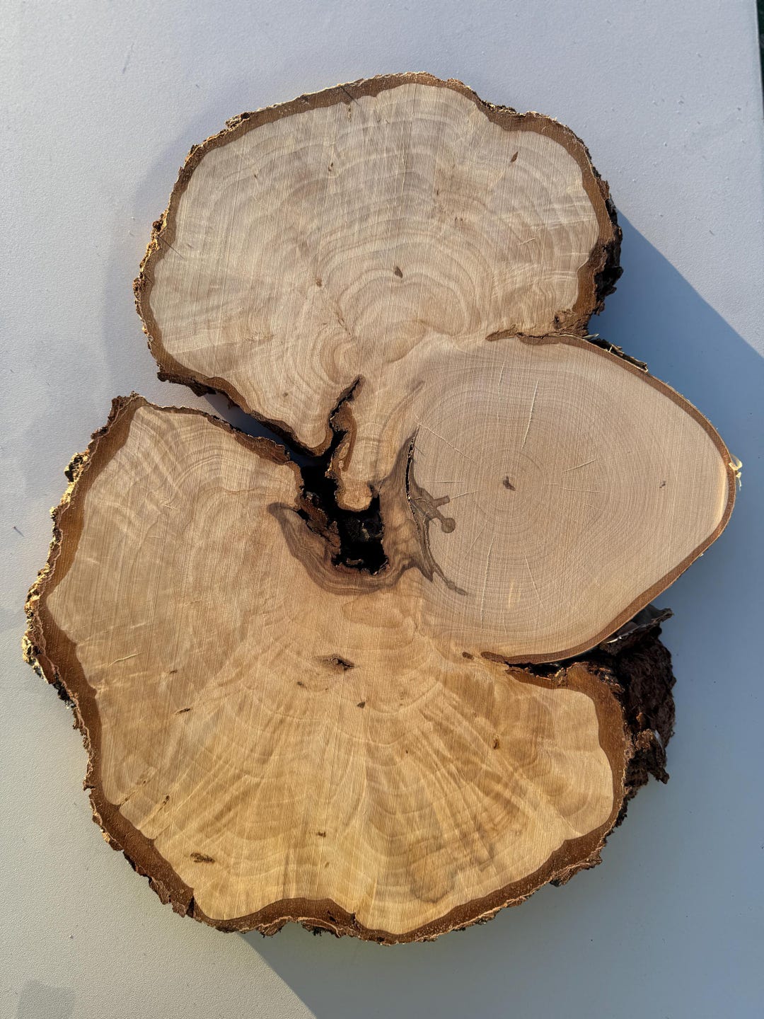 Large BIRCH Slice Birch Burl Slice Wooden Slices Wedding Decorations ...