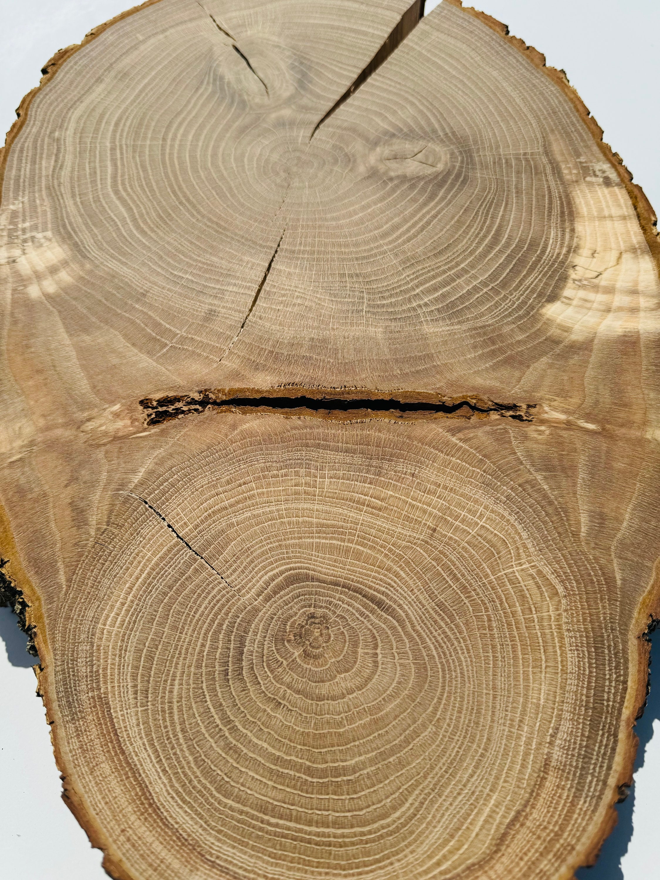 One Oak Wood Slice 14 Inch - 10 Inch in Diameter Oak Discs Wood Slices ...