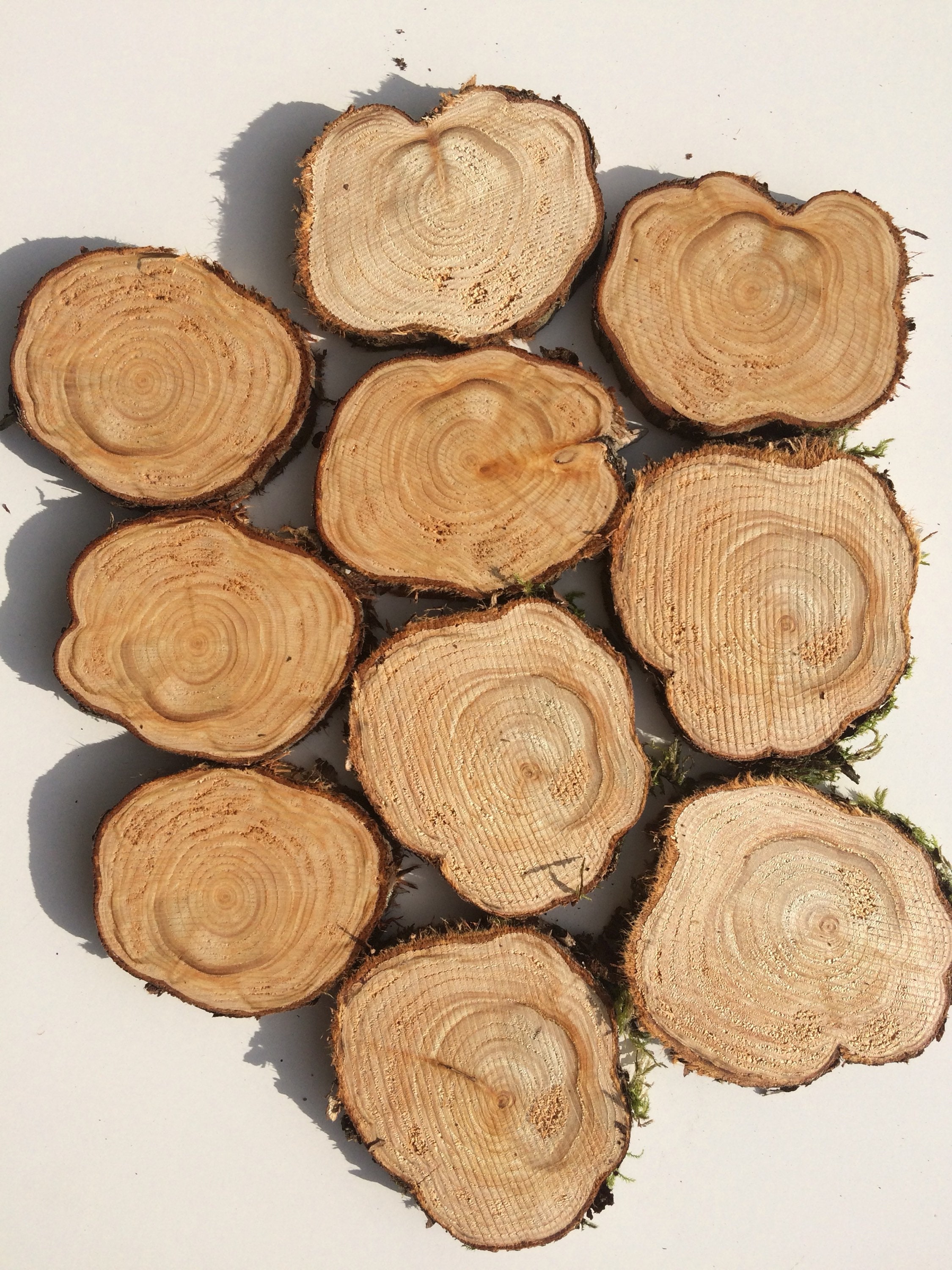 Juniper Tree Discs Wooden Slices Rustic Wood Slices For | Etsy