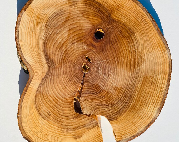 10 Inch 8 Inch Large Rowan Wood Slice Wooden Slices - Etsy