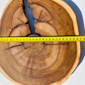 1 Large Solid Oak Wood Slice 17 Inch Oak Slices Oak Oak Circles Wooden ...
