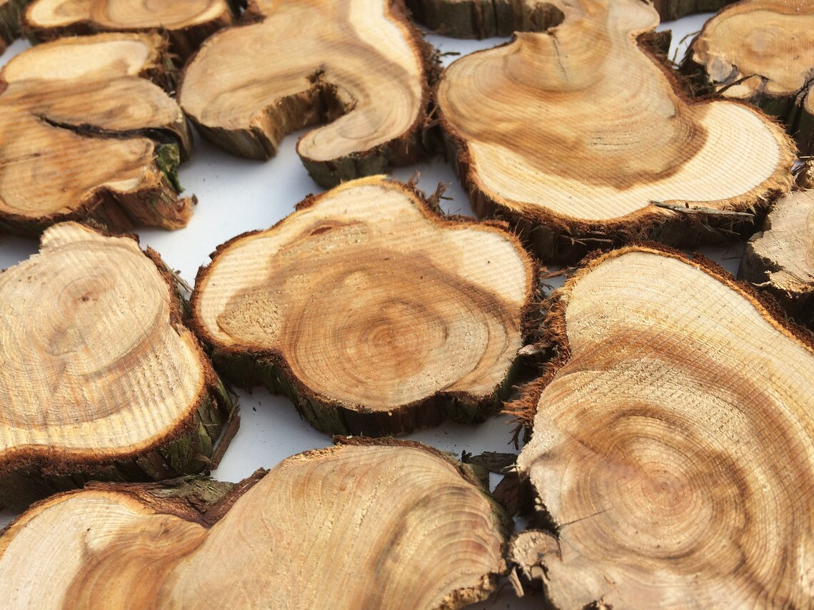 20 Small Juniper Tree Slices Small Wooden Slices Rustic - Etsy Canada