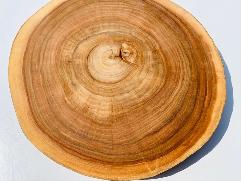 1 Large Solid Elm Wood Slice 13 Inch Elm Slices Elm Elm Circles Wooden ...