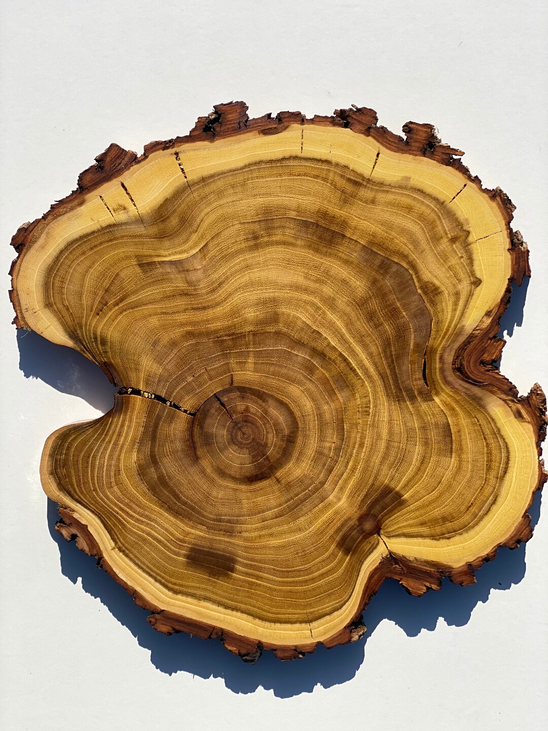 Large Acacia 13 Inch Wood Slices Acacia Wood Circles Wooden Slices Tree ...