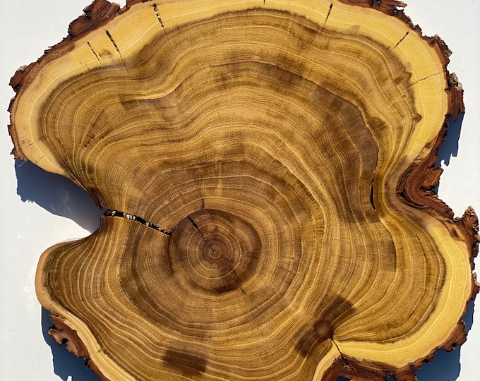Large Acacia 13 Inch Wood Slices Acacia Wood Circles Wooden Slices Tree ...