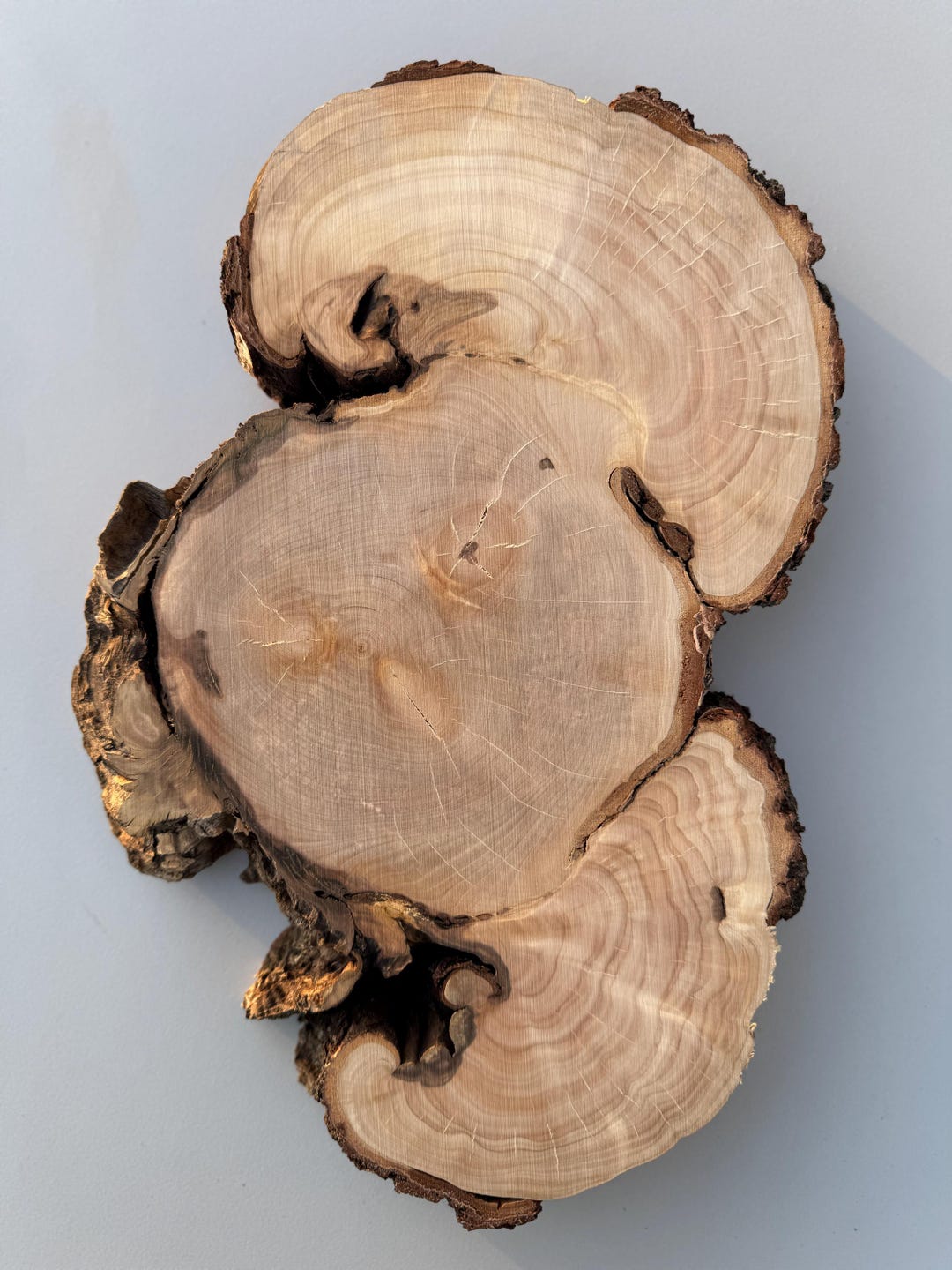 Large BIRCH Slice Birch Burl Slice Wooden Slices Wedding Decorations ...