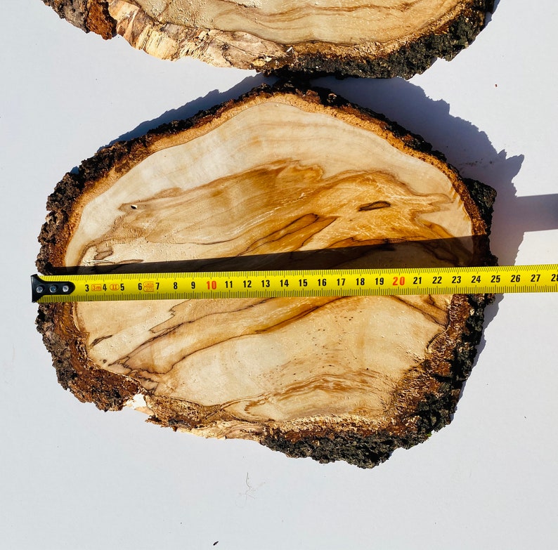 UNIQUE 3 PCS 12'' Large BIRCH Slices Wooden Slices - Etsy