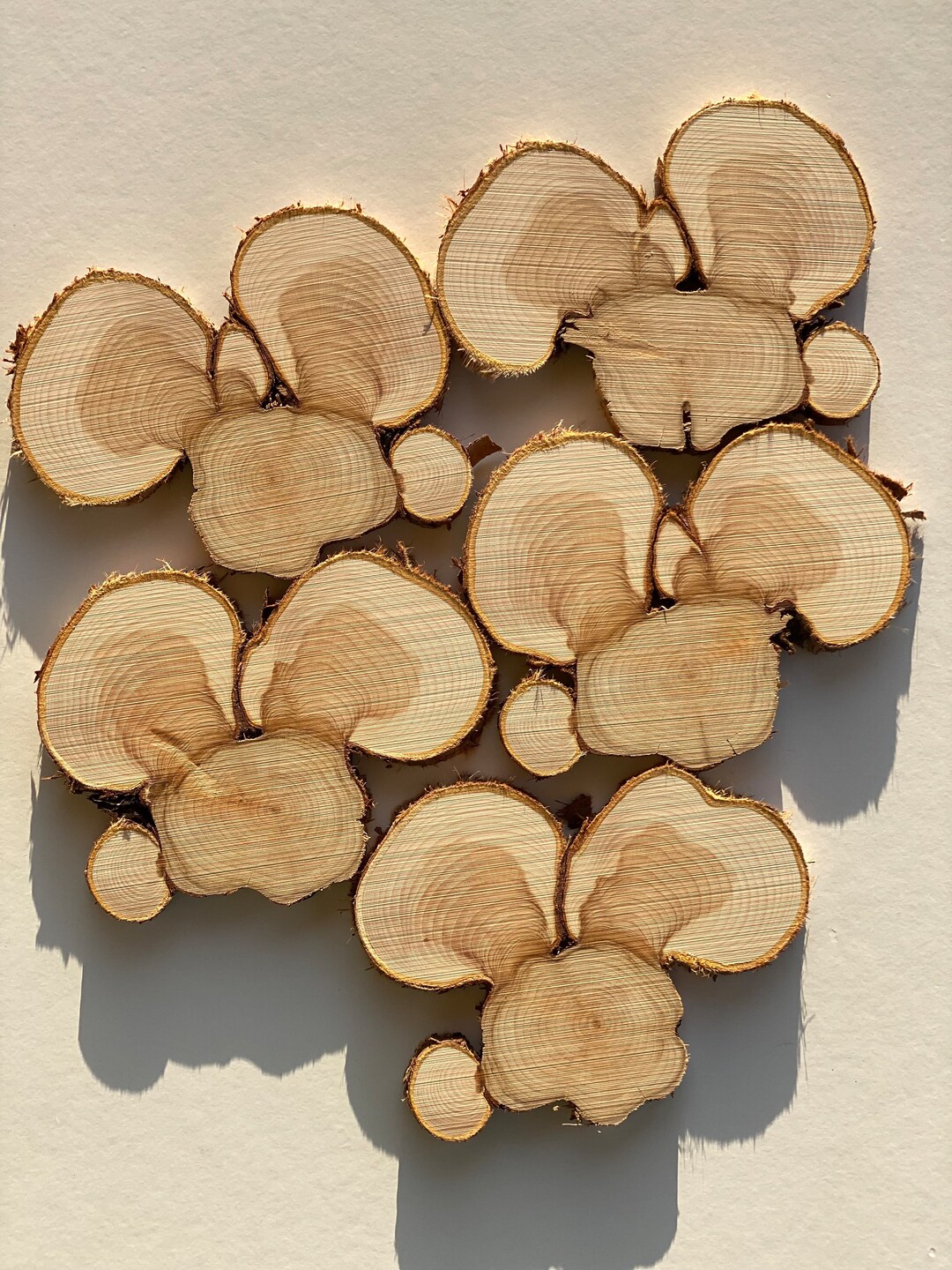 5 Large 5 Inch Juniper Tree Slices | Large Wooden Slices | Rustic Wood ...