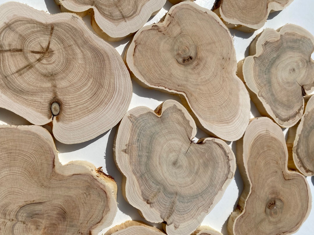 10 Medium Juniper Tree Slices | Small Wooden Slices | Rustic Wood ...