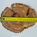 Plum Wood Slice 8 Inches Diameter Wooden Slices Rustic Wood Slices for ...