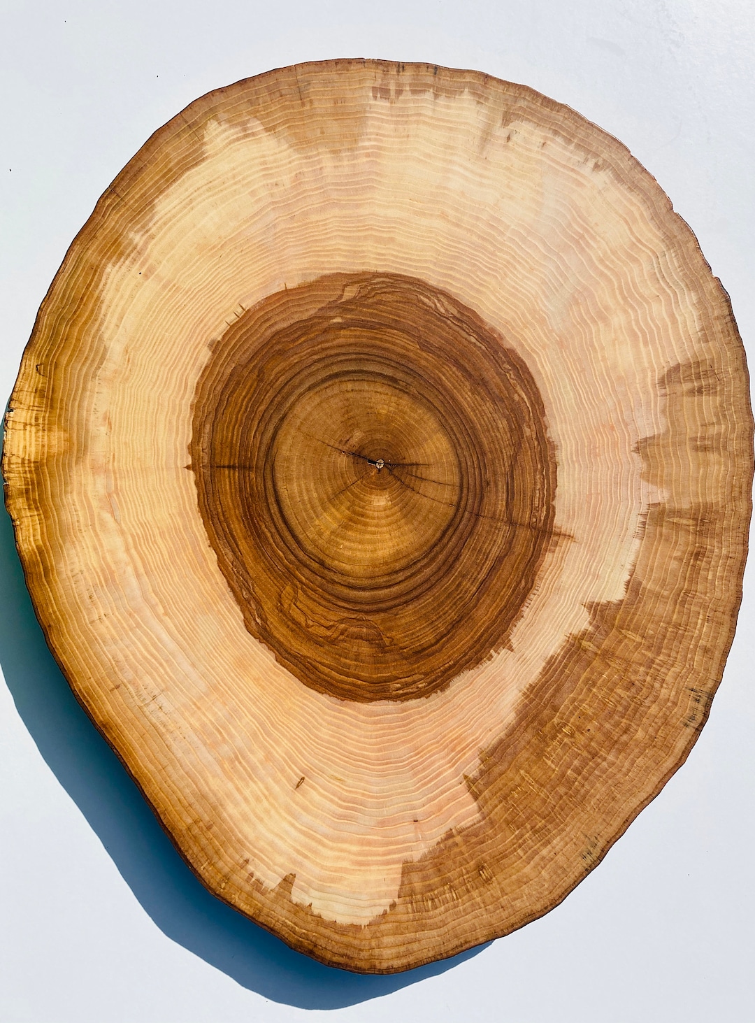 Large 20" Diameter Solid Wood Slice Wooden Slices Coffee Table Top Log ...