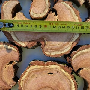 13 PCS 2 Inch to 7 Inch in Diameter Plum Tree Slices Wooden Slices Wood ...