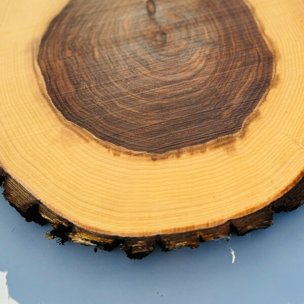 Large Wood Slices - Etsy