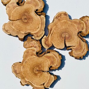 3 PCS 6 Inch to 7 Inch in Diameter Plum Tree Slices | Wooden Slices ...